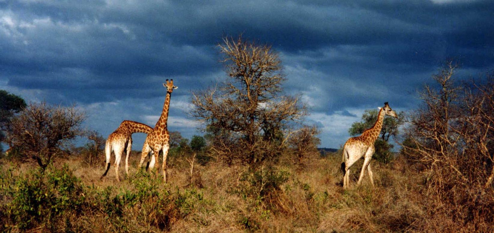 Kruger National Park, Marloth Park and Lionspruit Wildlife