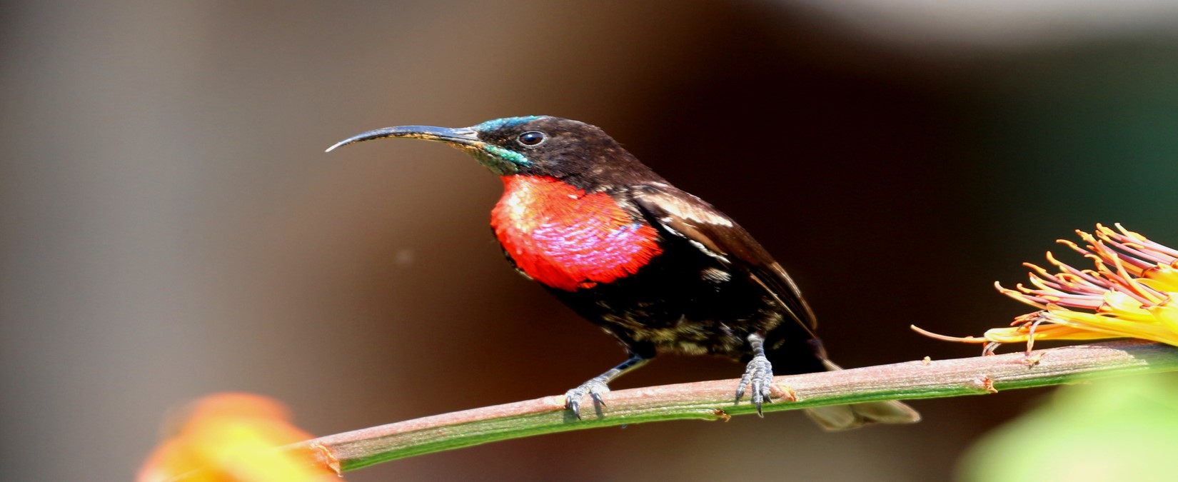Marloth Park and Kruger National Park Birds - Wildlife
